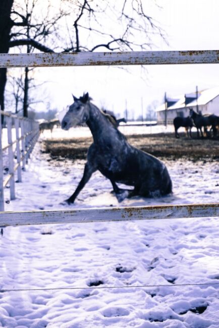 Herghelia de cai lipitani din Sambata de Jos - TravelHolyc – Blog de ...