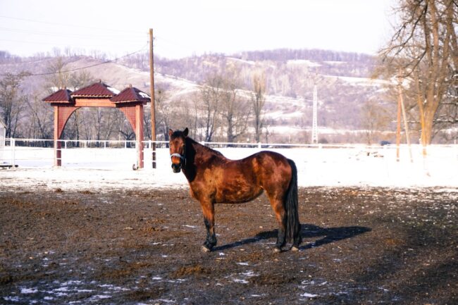 Herghelia de cai lipitani din Sambata de Jos - TravelHolyc – Blog de ...