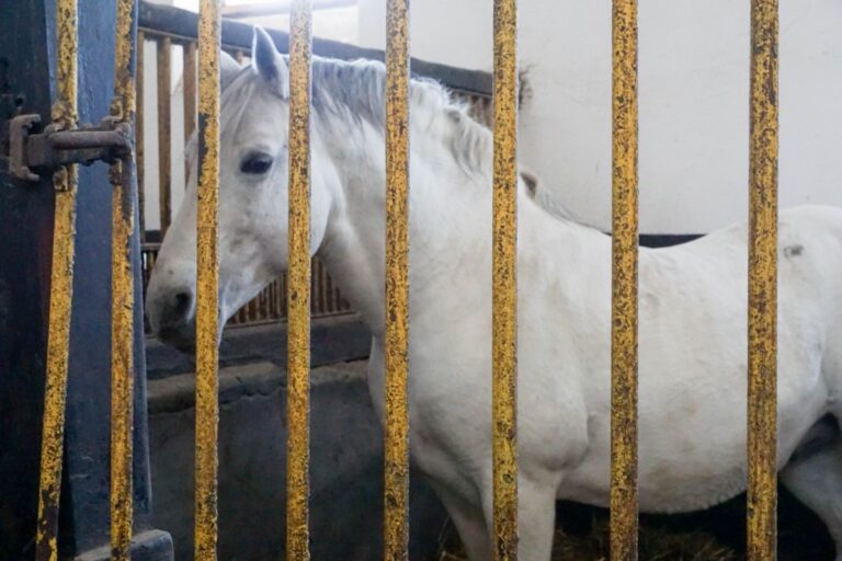 Herghelia de cai lipitani din Sambata de Jos - TravelHolyc – Blog de ...