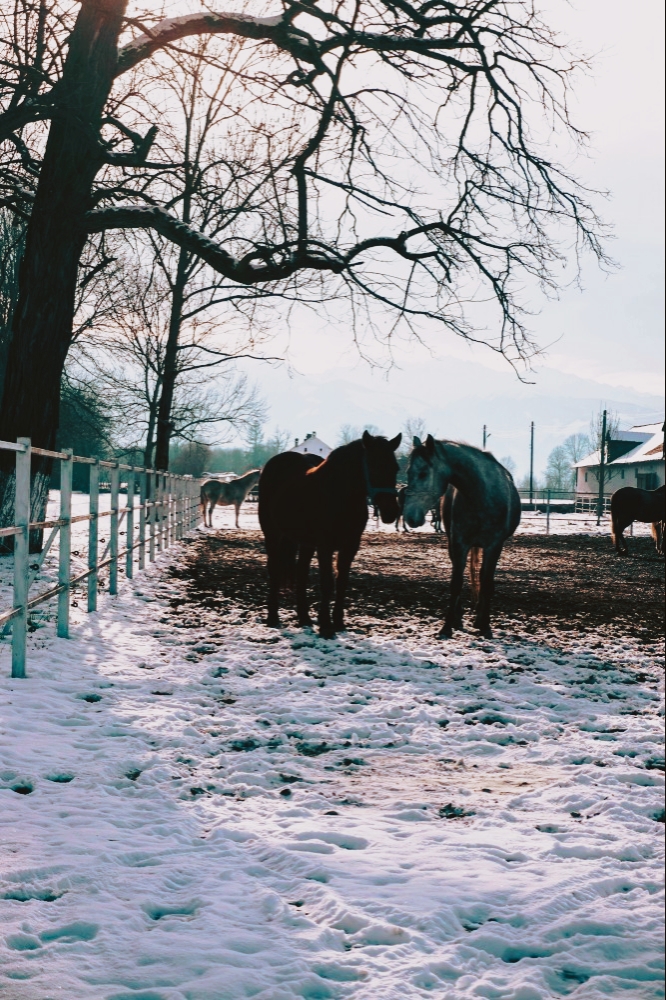 Herghelia de cai lipitani din Sambata de Jos - TravelHolyc – Blog de ...